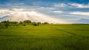 Solar Land Leases: A Landowner’s Guide | Genie Solar Energy